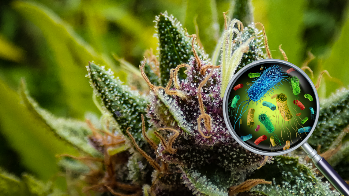 Pathogens and Molds Affecting Cannabis - Terpenes and Testing Magazine